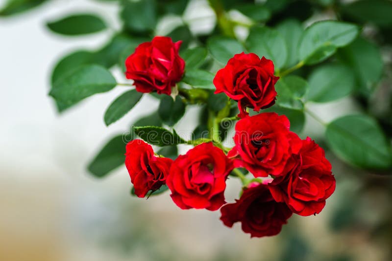 Blooming Tiny Red Roses on a Green Surface. Stock Photo - Image of ...