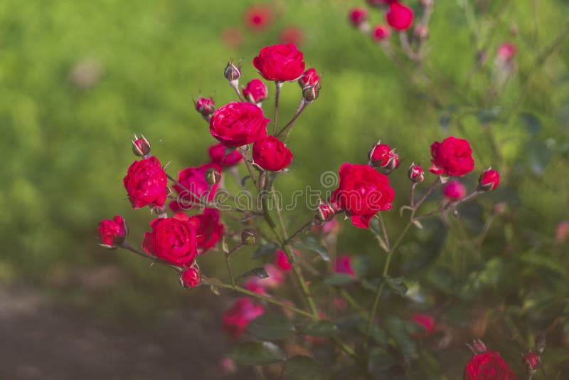 Blooming Tiny Red Roses. Shrub Me on a Green Background Stock Photo ...