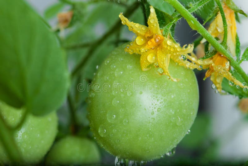 Blooming tomatoes stock photo. Image of fetus, bunch - 28323162