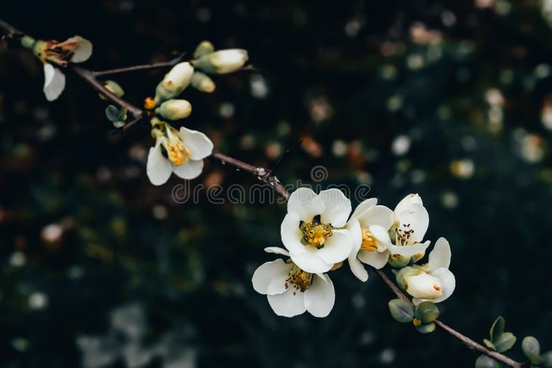 Blooming Tree in the Garden, Close-up. Spring Flowering. White Flowers ...