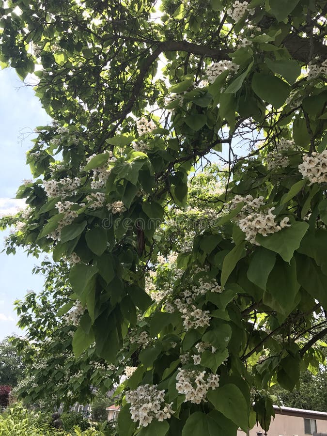 Blooming tree stock image. Image of spring, tree, plant - 95943711