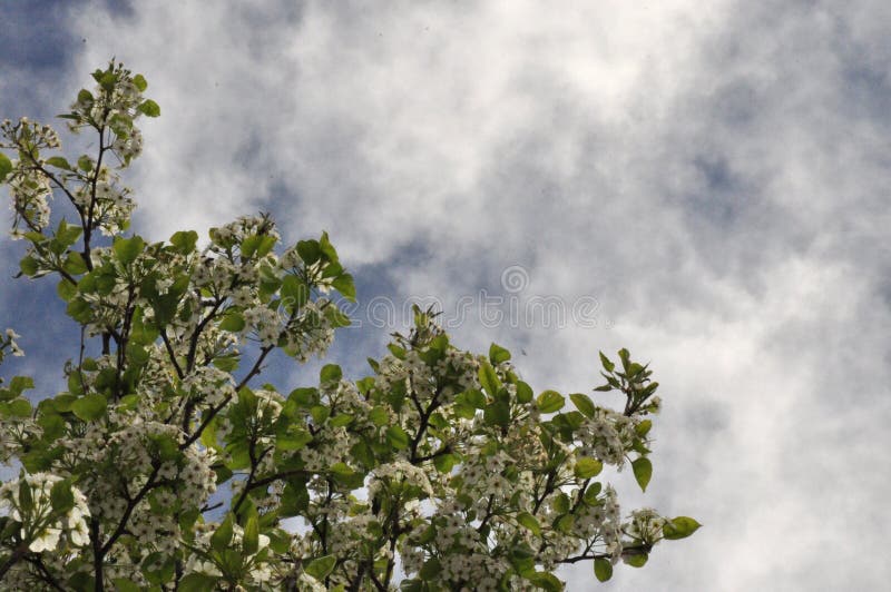 Blooming Tree Background - Welcome April Stock Photo - Image of autumn ...