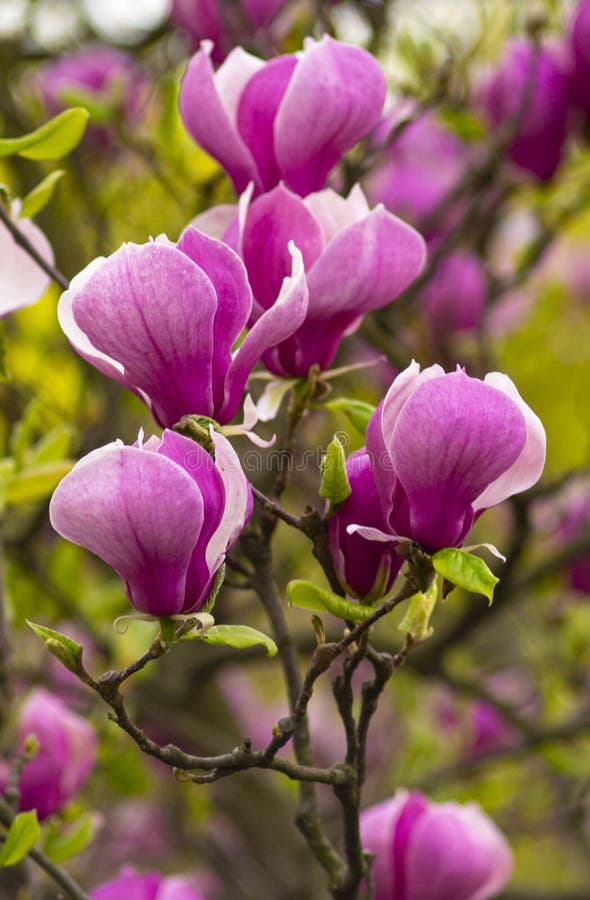 Blooming Tree - Beautiful Blossomed Magnolia Branch in Spring ...