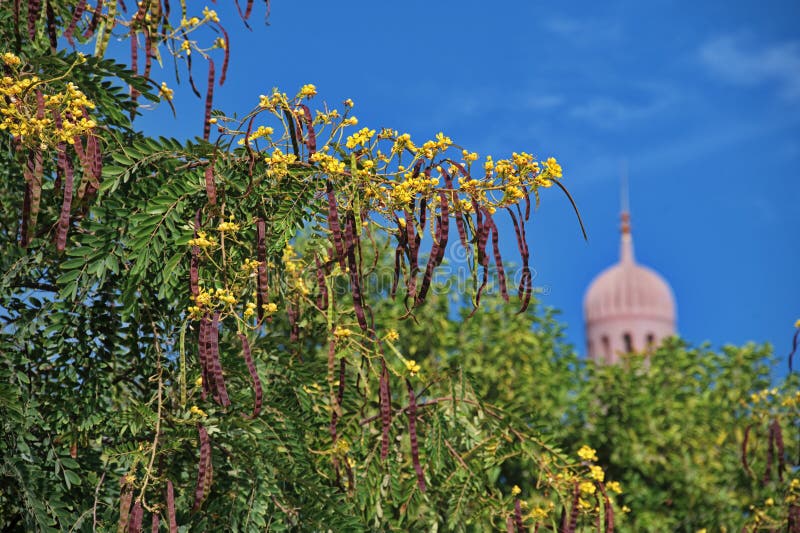 Blooming Tree with Blurred Mosque Stock Image - Image of closeup, blue ...
