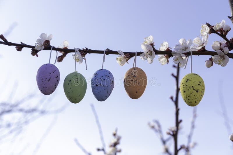 A Blooming Tree Branch with Easter Colored Eggs Hanging. Easter ...