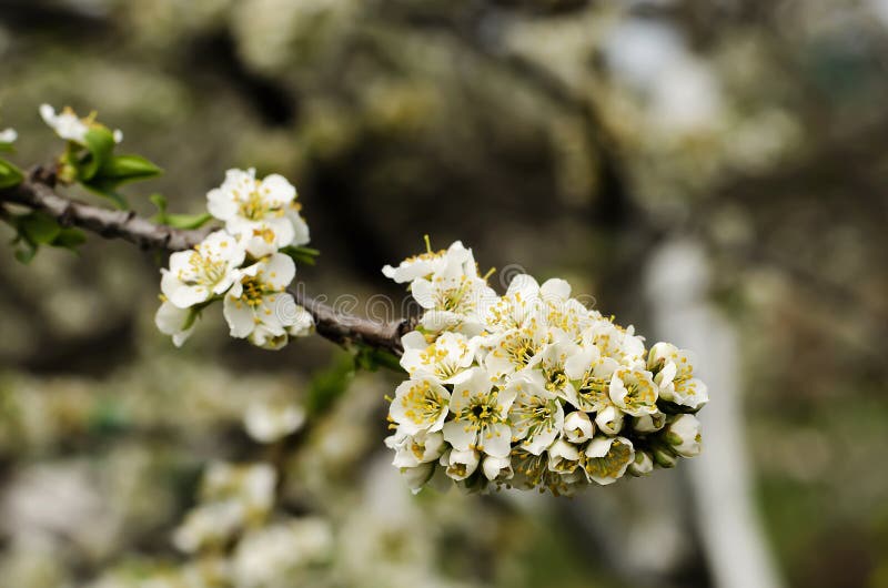 A Blooming Tree Branch with Many Delicate White Buds. Stock Photo ...