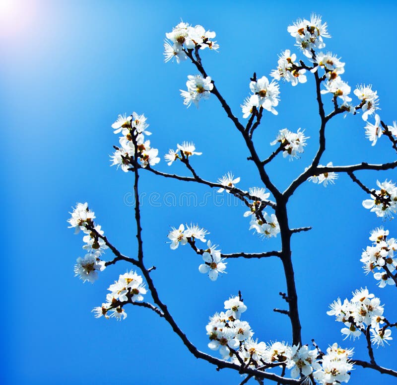 Blooming tree stock image. Image of green, blooming - 144952771