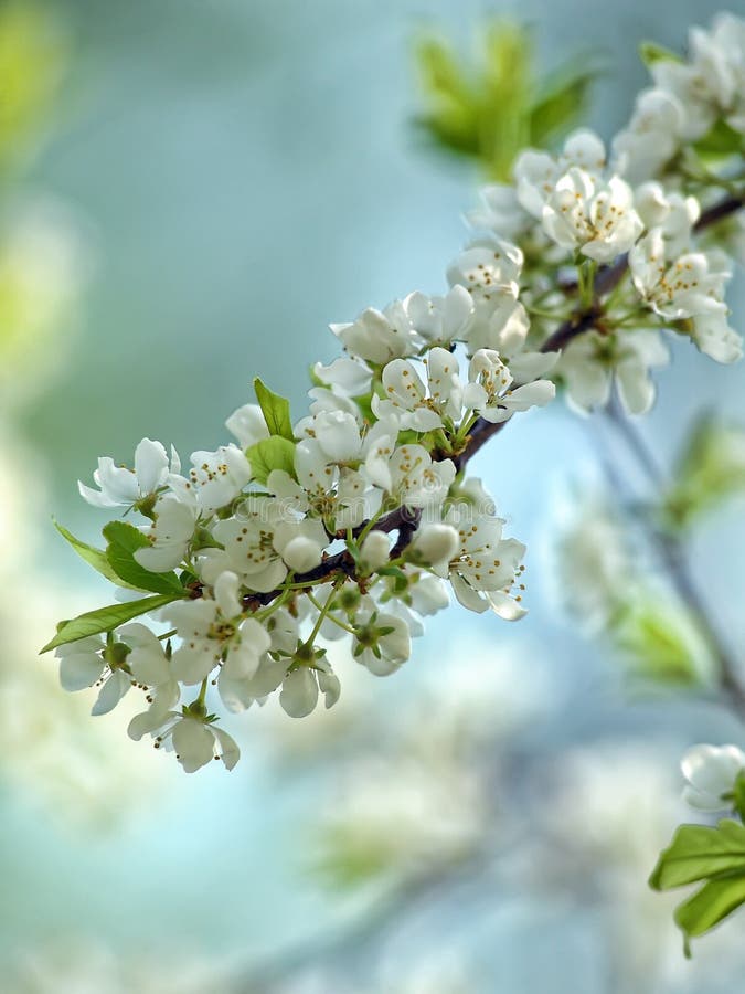 Blooming tree branch stock photo. Image of apple, beauty - 31171824