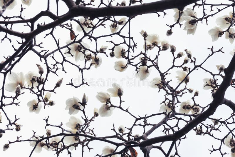 Blooming Tree, Branches with Flowers Stock Image - Image of detail ...