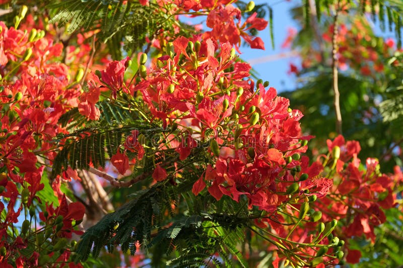 Blooming Tree Delonix Regia (Delonix Regia Stock Photo - Image of ...