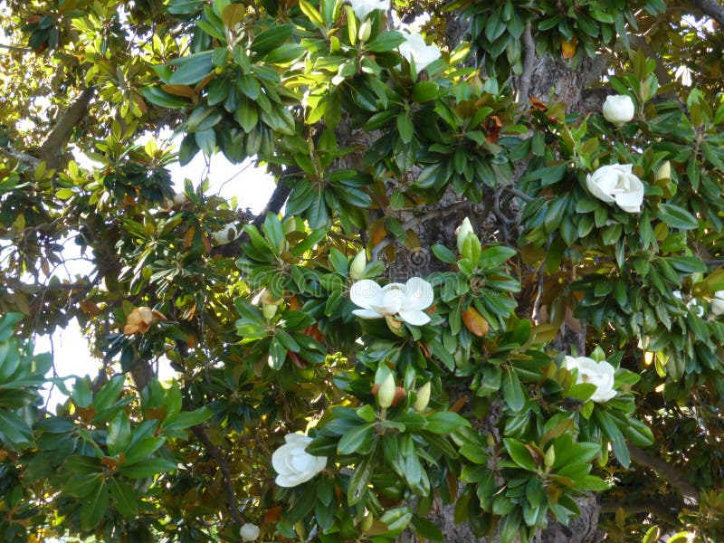 Blooming Tree Fikus Stock Photos - Free & Royalty-Free Stock Photos ...