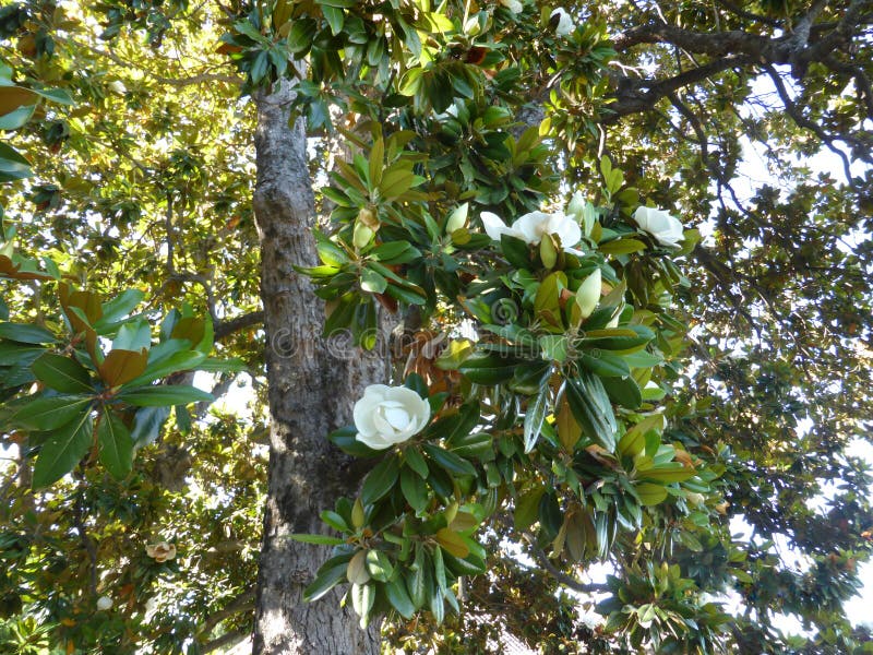 Blooming tree Fikus stock photo. Image of blooming, flower - 77867860