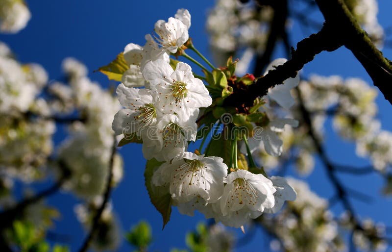 Blooming tree stock photo. Image of floral, blue, growth - 84154148