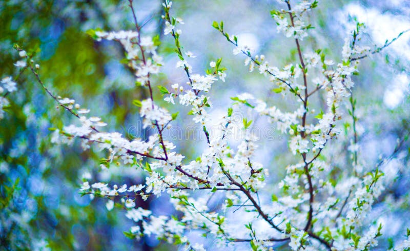 Blooming tree flowers stock photo. Image of white, swirly - 53991216