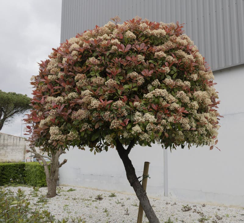 Blooming Tree in the Garden. Stock Photo - Image of gardening, blooming ...