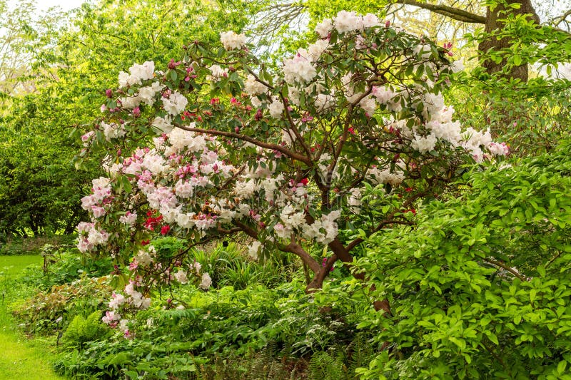 Blooming Tree in Kew Botanical Gardens in Spring, London, UK Stock ...