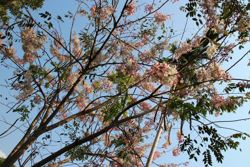 Blooming Tree at Khone Island (laos) Stock Image - Image of laos ...