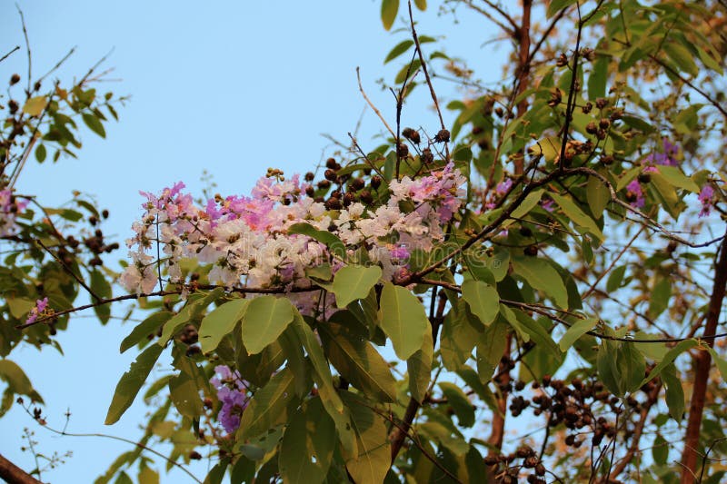 Blooming Tree at Khone Island (laos) Stock Image - Image of nature ...