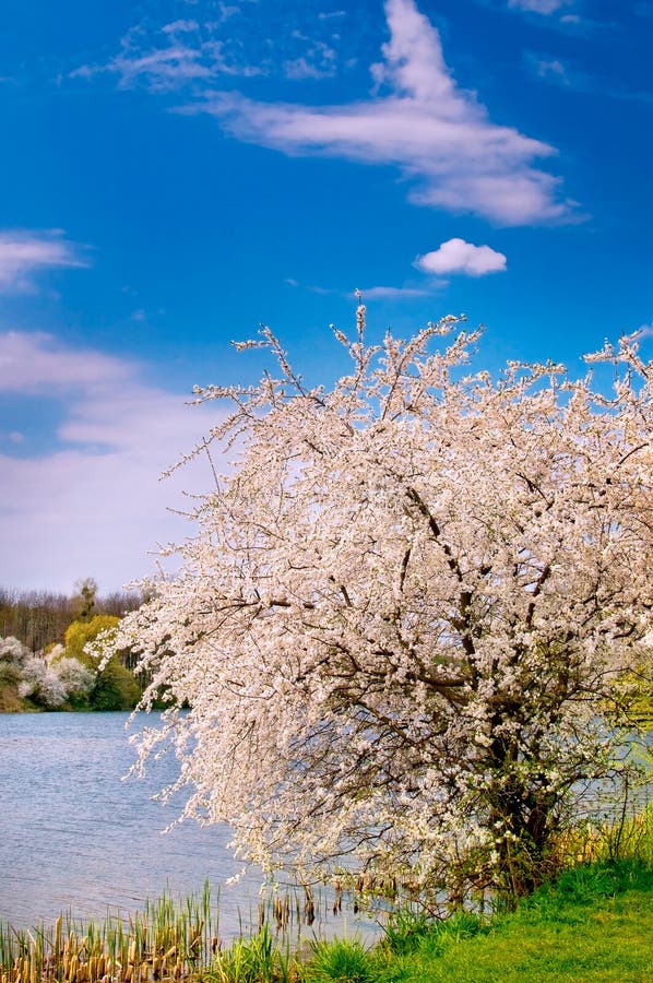 Blooming Tree and Nice Lake by Springtime. Stock Photo - Image of ...