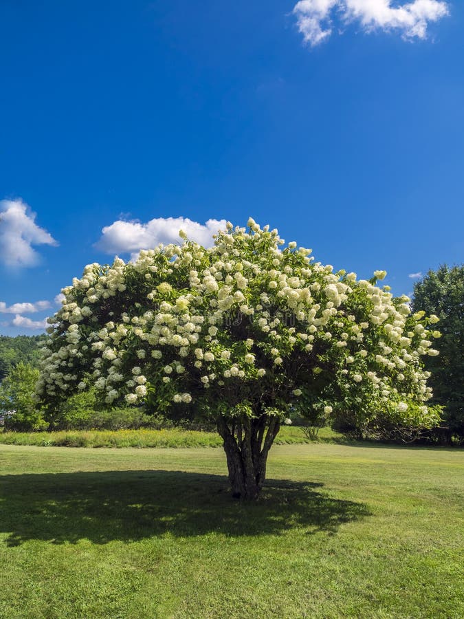 Pee Gee Vibes Stock Photos - Free & Royalty-Free Stock Photos from ...