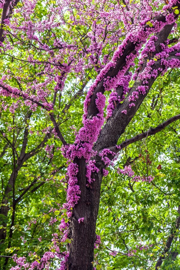Blooming Tree with Pink Flowers Stock Image - Image of floral, growth ...