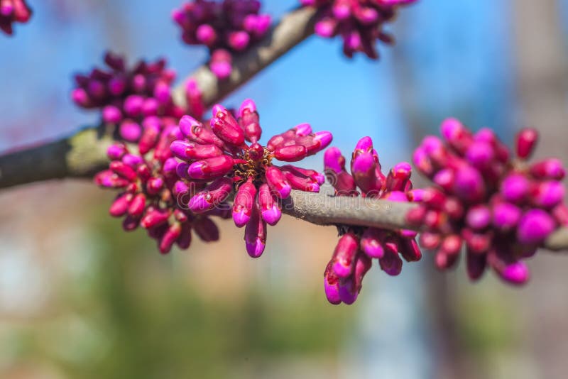 Blooming Tree with Pink Flowers Buds in Spring Stock Photo - Image of ...