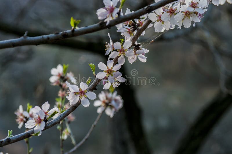 Blooming Tree with Pink Flowers in Spring. Springtime. Stock Image ...