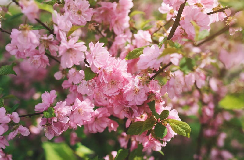 Blooming Tree with Pink Flowers in Spring Stock Image - Image of ...