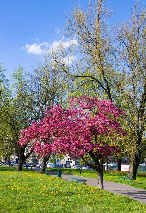 Blooming Tree with Pink Flowers in Spring Park. Cracow Stock Photo ...