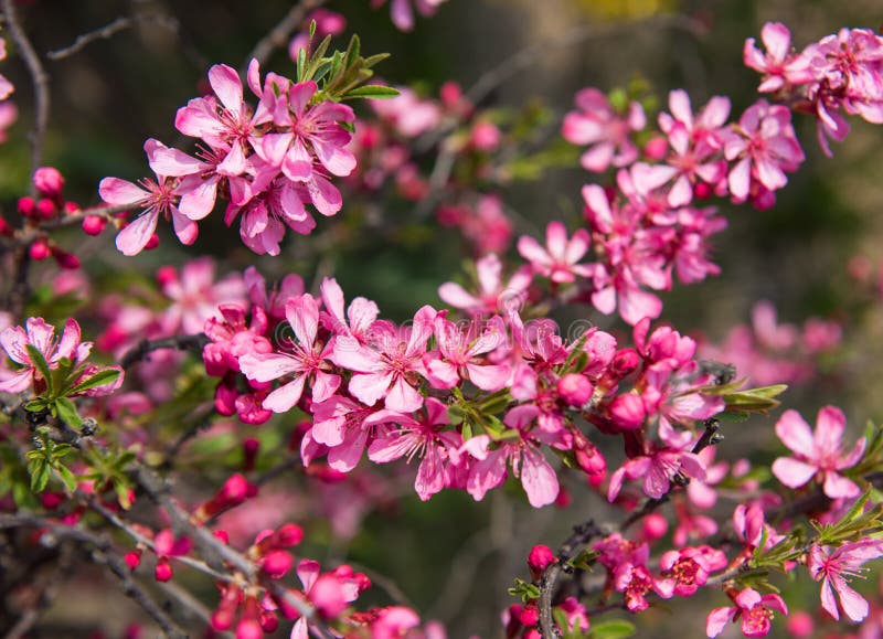 Blooming Tree with Pink Flowers in Spring Stock Photo - Image of light ...