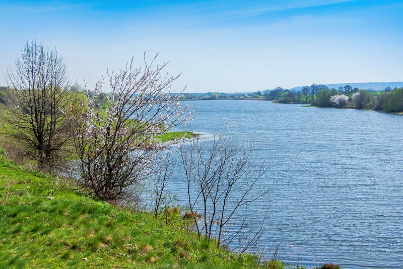 Blooming Tree on the River Bank, Nature Reserve_ Stock Photo - Image of ...