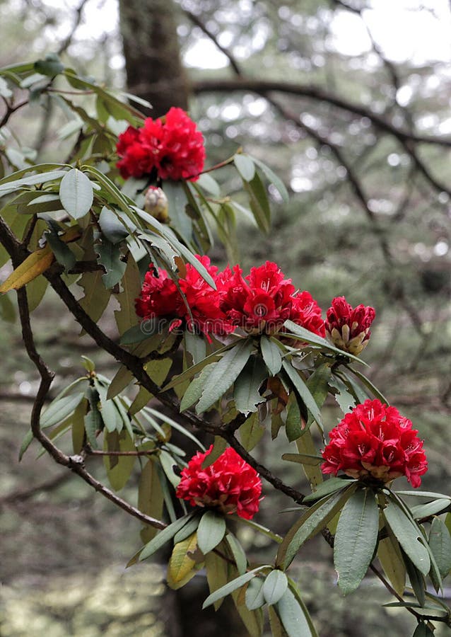 Blooming Tree-shaped Rhododendron in the Himalayas. Stock Photo - Image ...