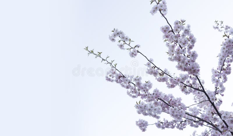 Blooming Tree with Soft Pink Flowers. Stock Image - Image of branch ...