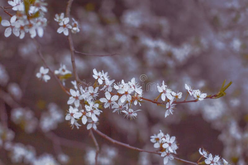 Blooming Tree in Spring. Blooming Buds and Flowers on a Tree Branch ...