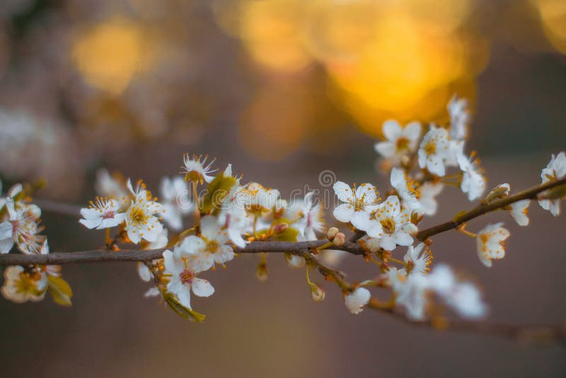 Blooming Tree in Spring. Blooming Buds and Flowers on a Tree Branch ...