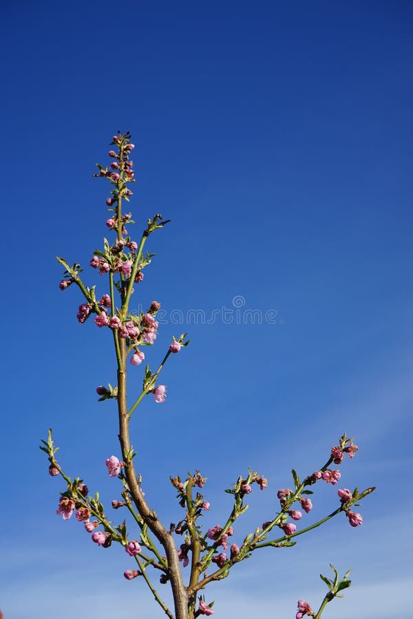 Columnar Nectarine Stock Photos - Free & Royalty-Free Stock Photos from ...