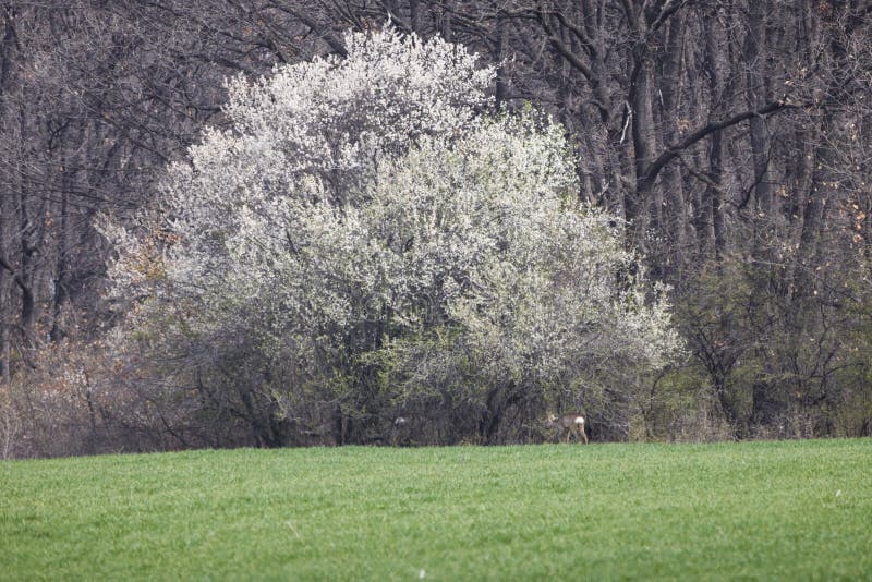 A Blooming Tree in Spring and a Deer Under it Stock Image - Image of ...