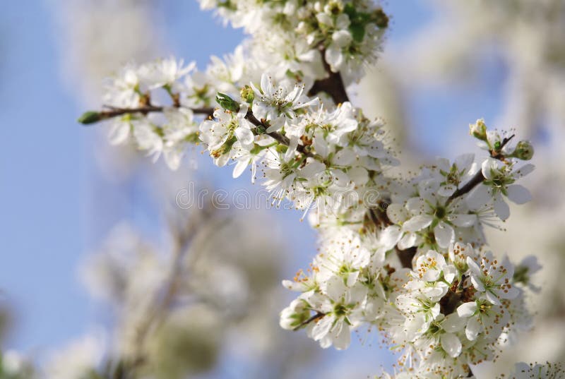 Blooming Tree in Spring Time Stock Image - Image of bloom, beauty: 92351653