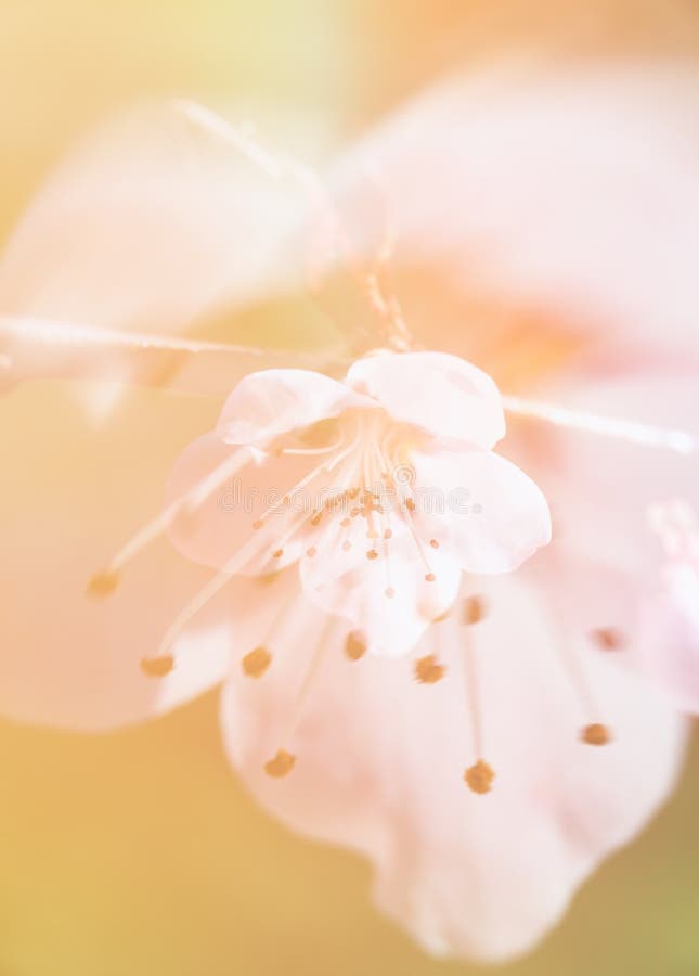 Blooming Tree in Spring Time Stock Image - Image of april, color: 112783343