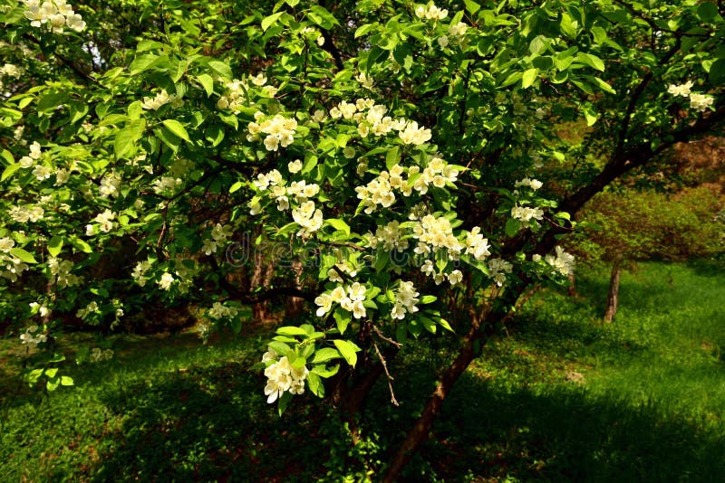 Blooming Tree in Spring Time Stock Image - Image of blossom, sunlight ...