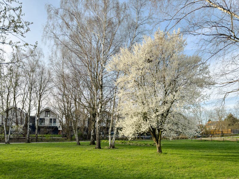 Blooming Tree in Springtime Park Stock Photo - Image of beauty, grass ...