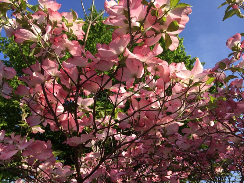 Summer flowers stock photo. Image of summer, yellow, delicate - 73184422