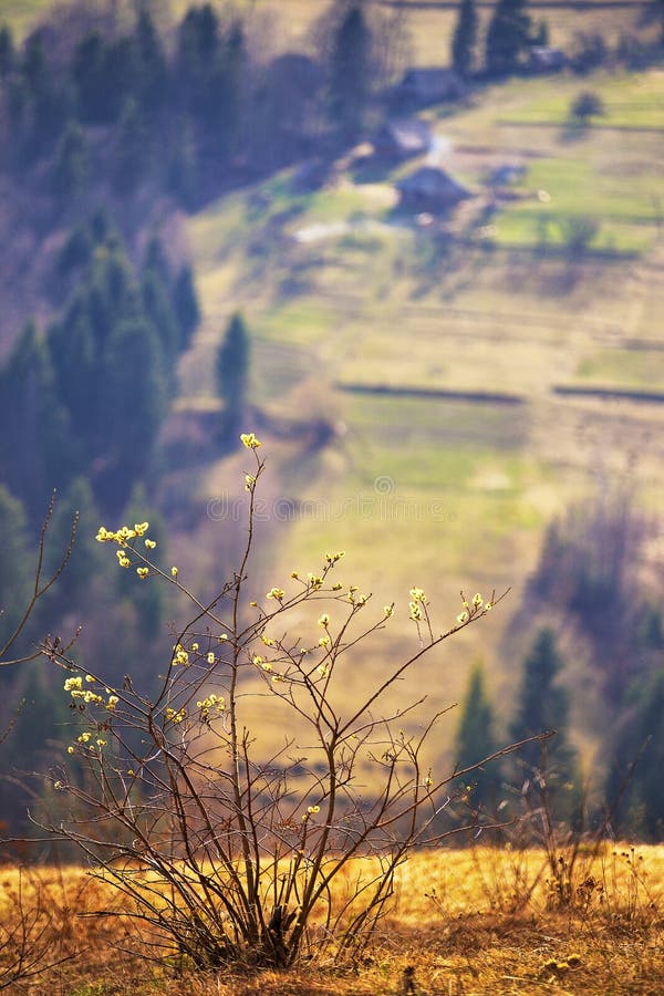 Blooming Tree. Sunny Spring Day in Mountain Village Stock Image - Image ...