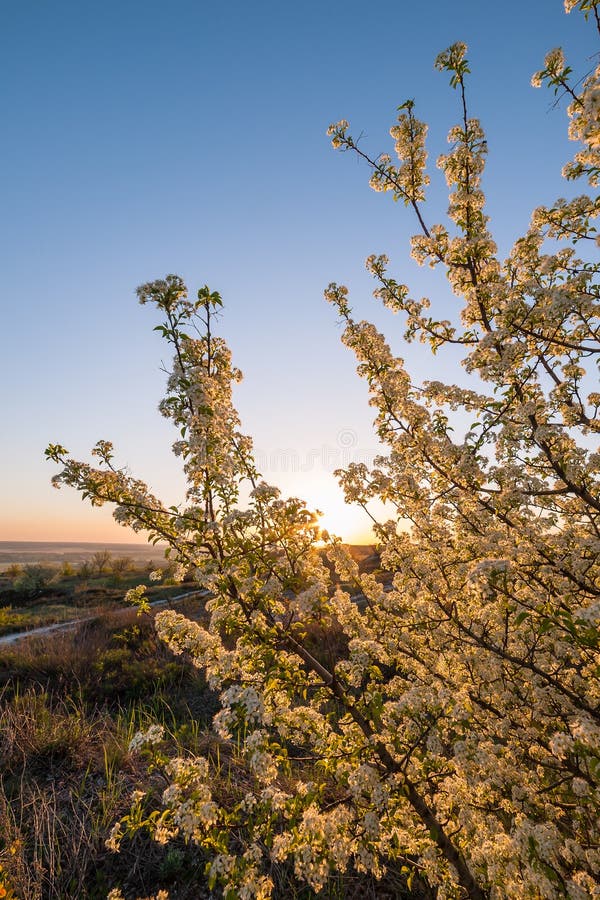 Blooming tree on sunrise stock image. Image of farming - 116601015