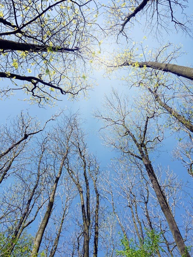 Tree in spring time stock photo. Image of rural, springtime - 29829792