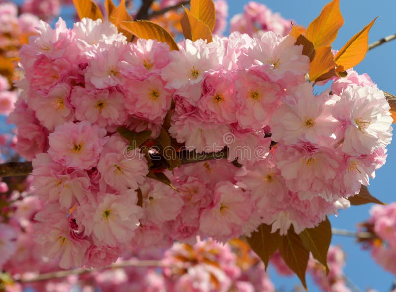 Blooming tree stock photo. Image of park, spring, garden - 91126188