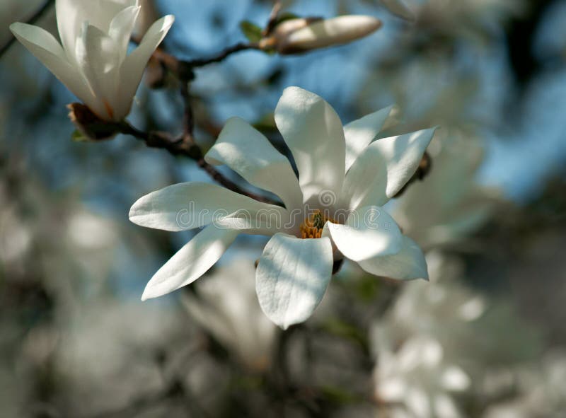 Blooming Tree with White Flowers. Magnolia Stock Photo - Image of ...