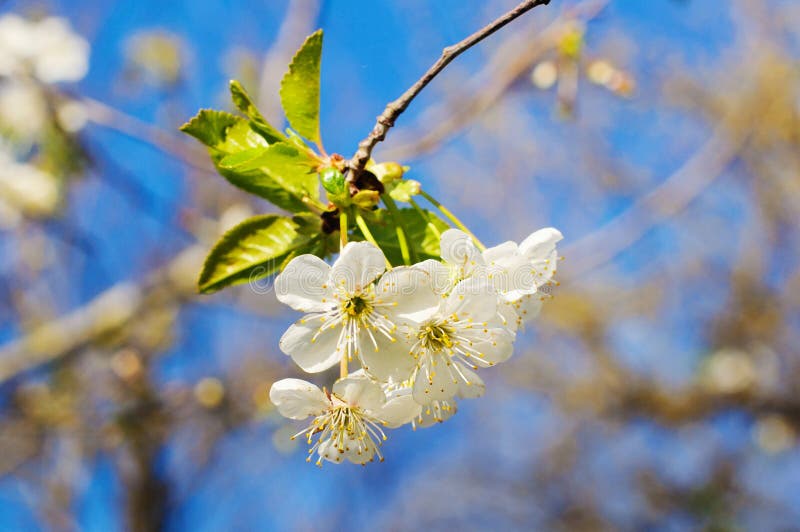 Blooming Tree with White Flowers Stock Image - Image of fresh, culture ...