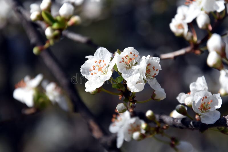 Blooming Tree with White Flowers in Spring. Stock Image - Image of ...