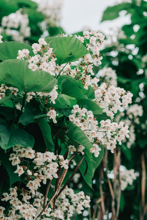115 Small Catalpa Stock Photos - Free & Royalty-Free Stock Photos from ...
